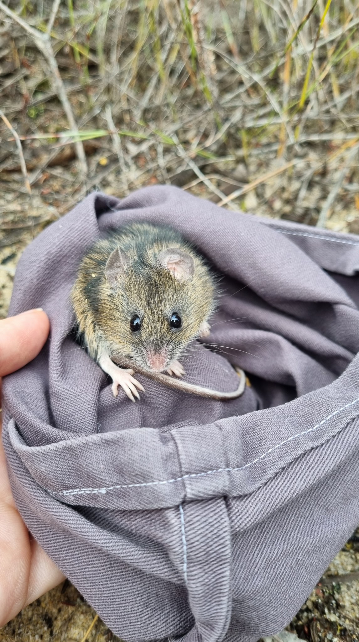 Our research – Roycroft Lab